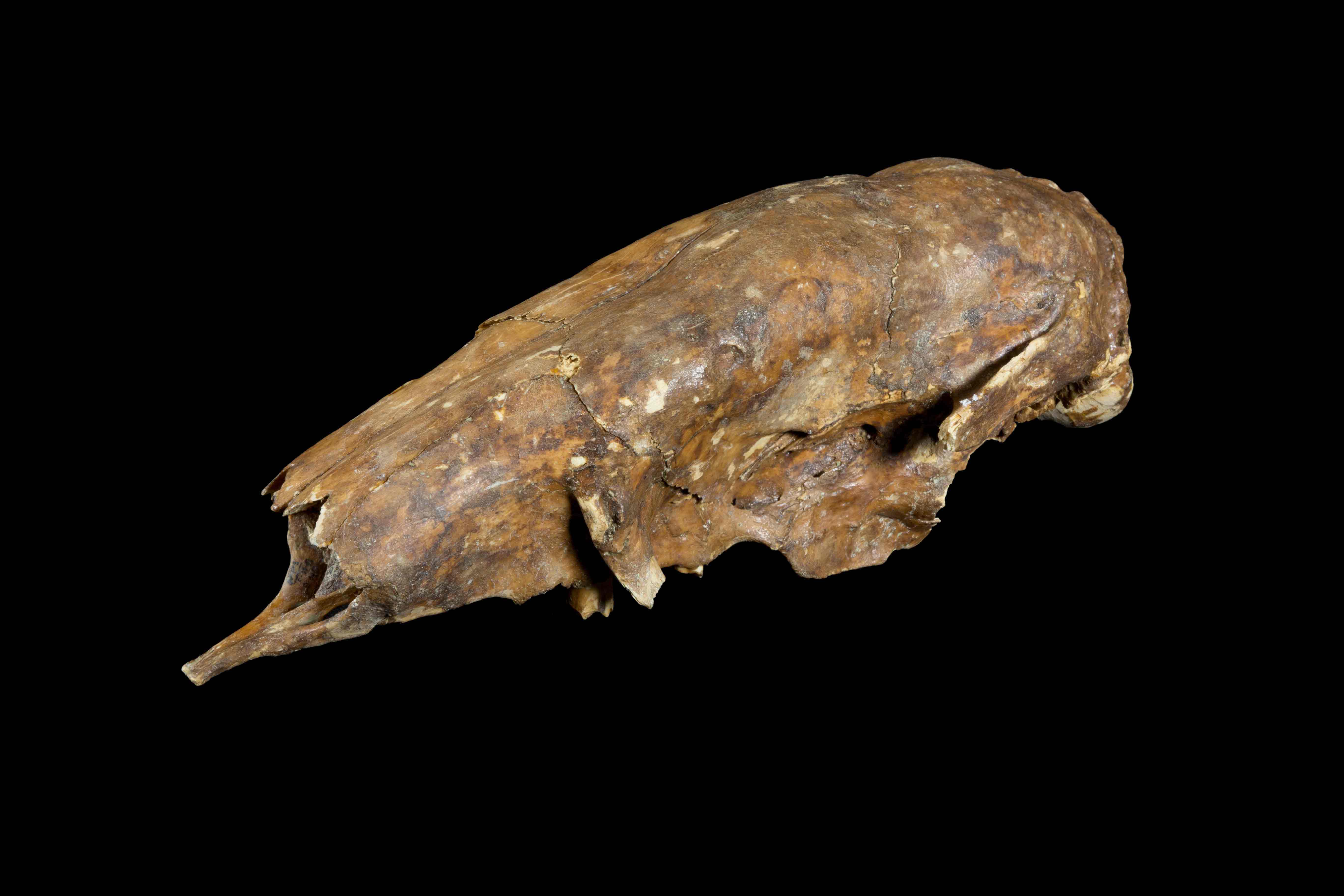 Ground Sloth skull | American Southwest Virtual Museum